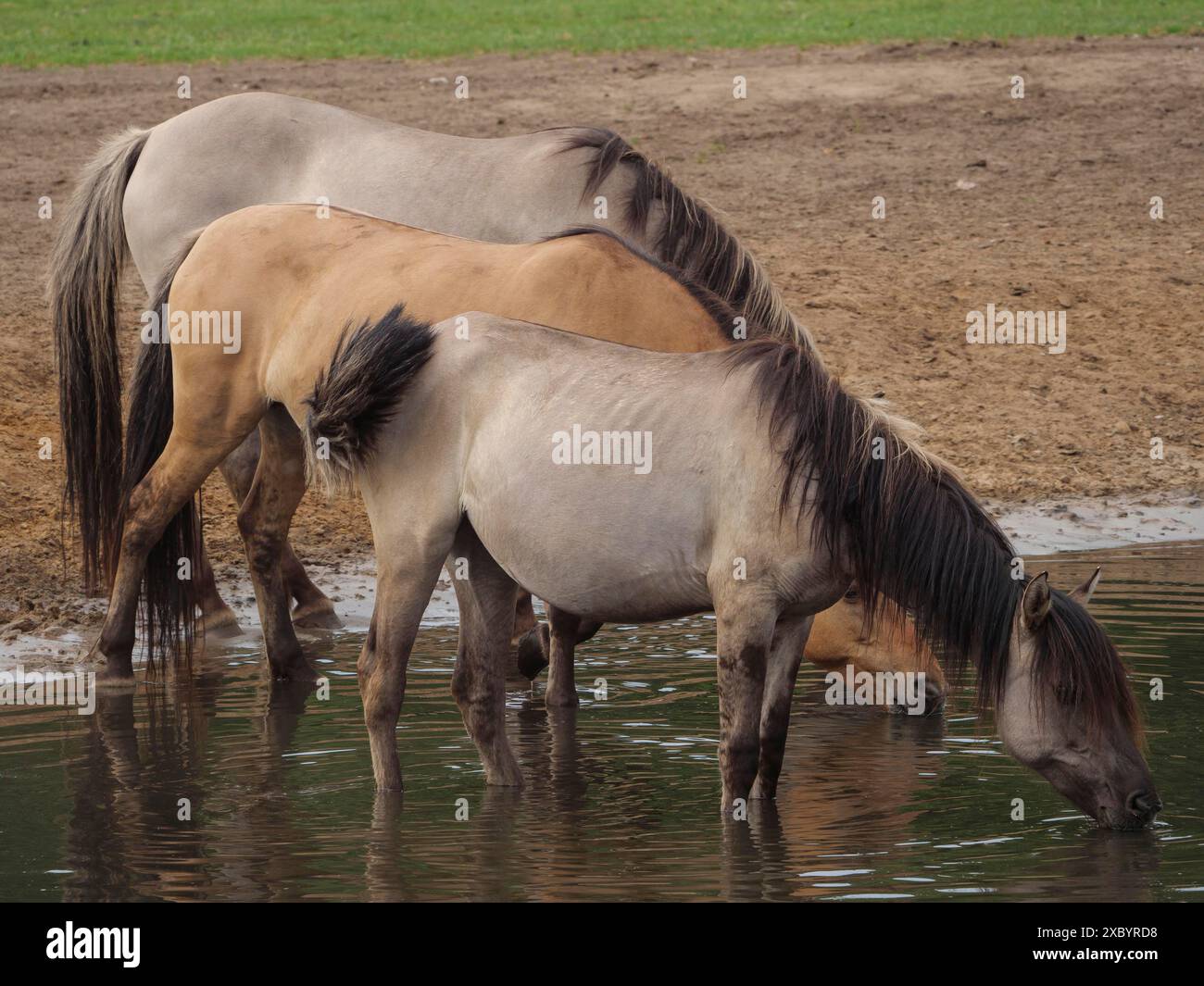 Three horses drinking at a water bank on a pasture, merfeld ...
