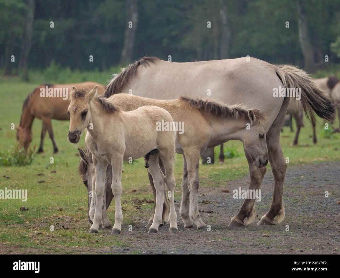 Foals stand together with an adult horse in a green meadow, surrounded ...
