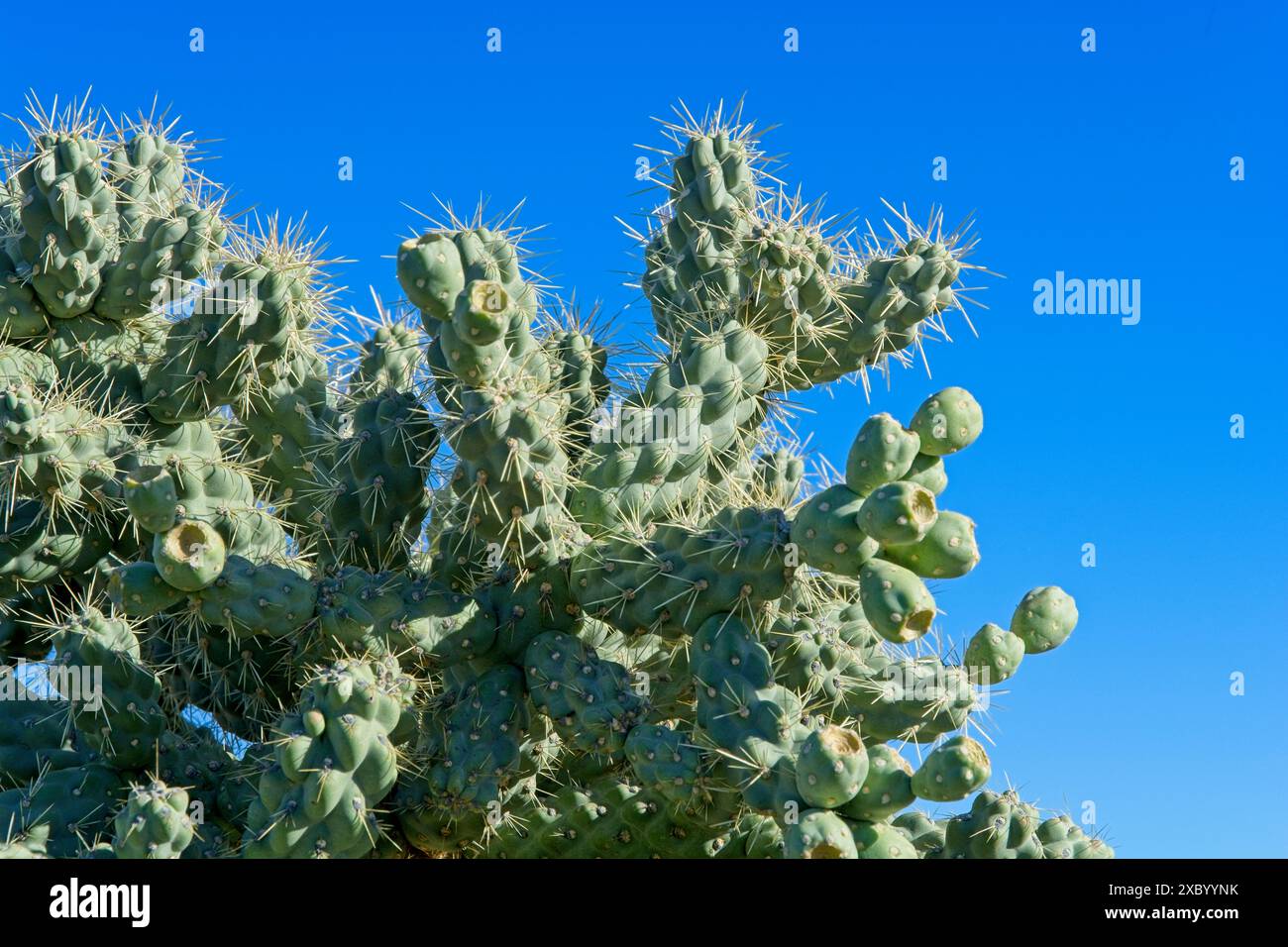 Sonoran jumping cholla hi-res stock photography and images - Alamy