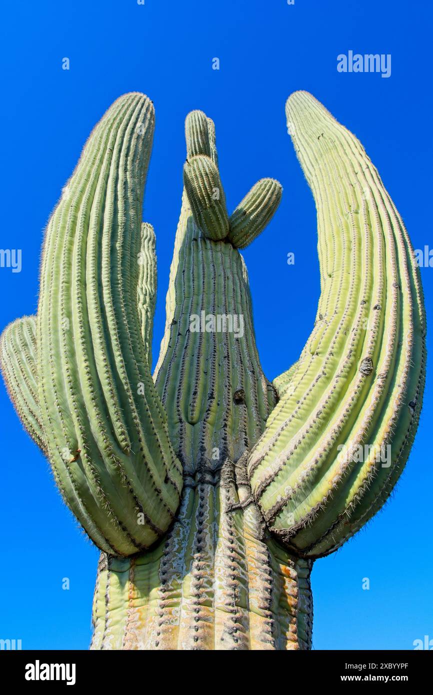 Towering saguaro cactus with many arms set against bright blue sky ...