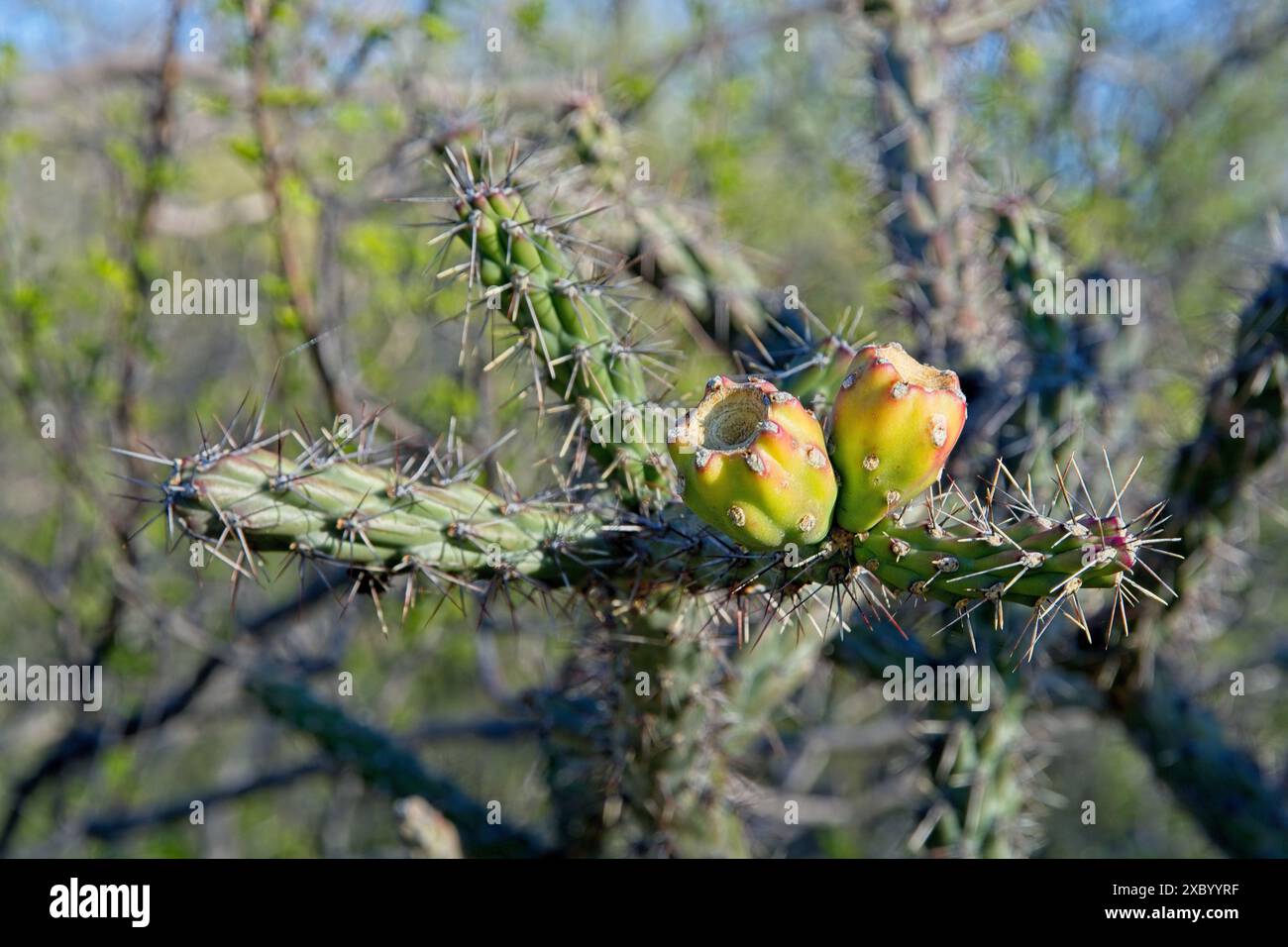 Close up cholla fruit on end of spiny branch at springtime Stock Photo ...