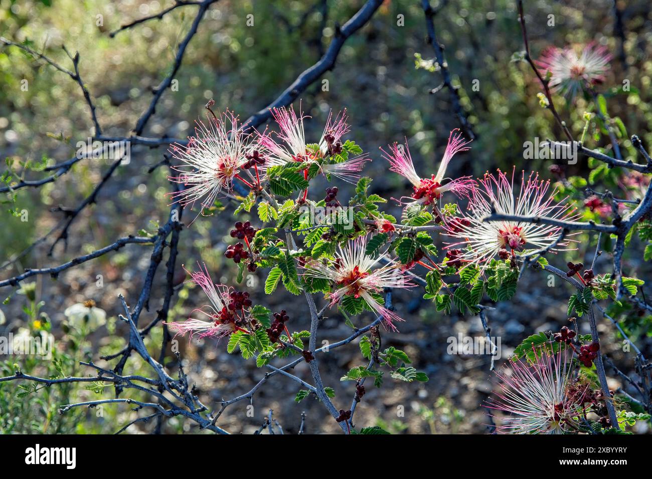 Back lit pink fairy duster flowers with red seed pods in springtime ...