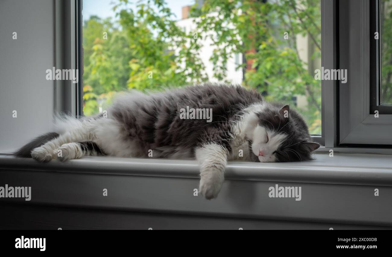 Norwegian Forest cat peacefully sleeping on window sill Stock Photo - Alamy