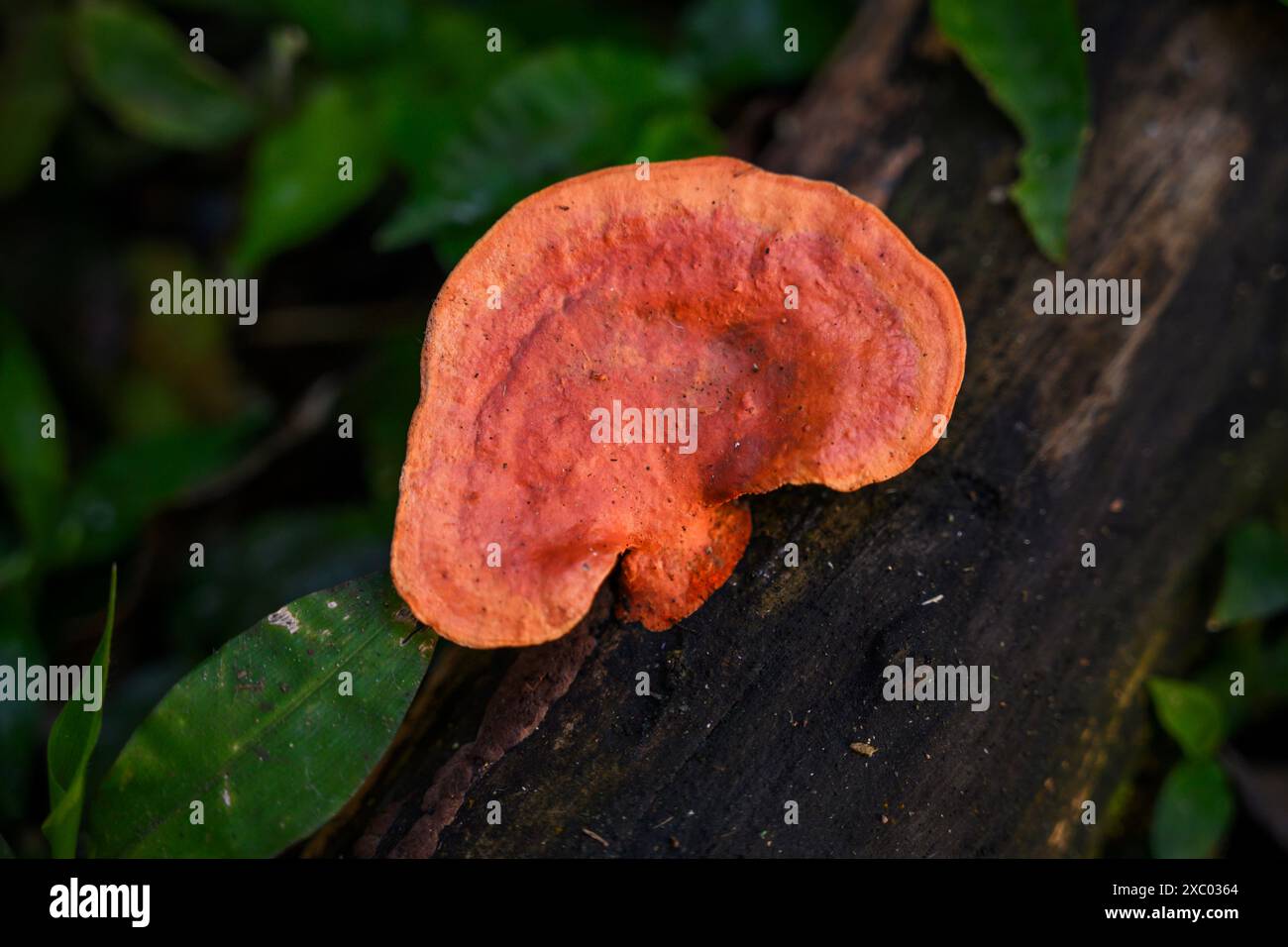 Pycnoporus sanguineus hi-res stock photography and images - Alamy