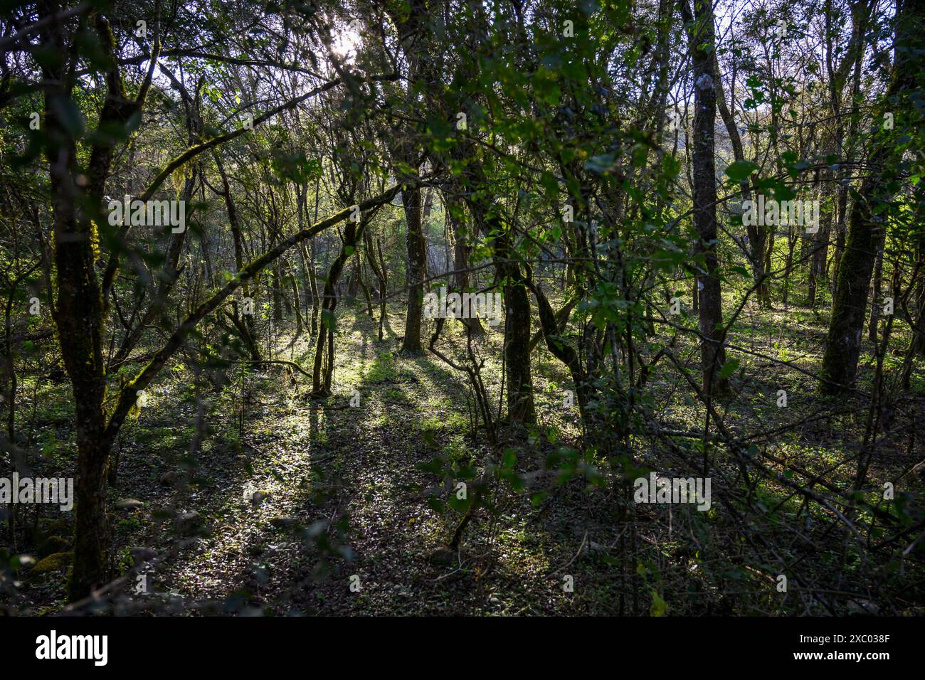 Latin american forest hi-res stock photography and images - Alamy