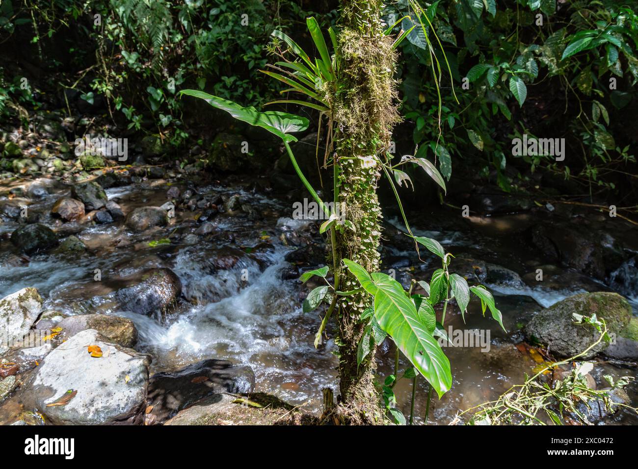 Epiphytic plants hi-res stock photography and images - Alamy