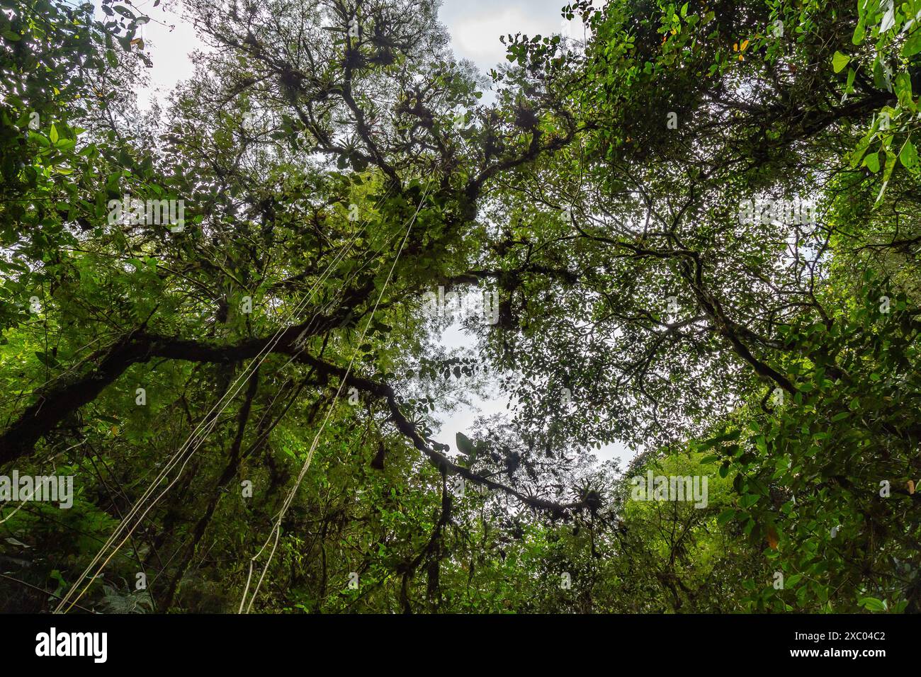 Choco andean hi-res stock photography and images - Alamy