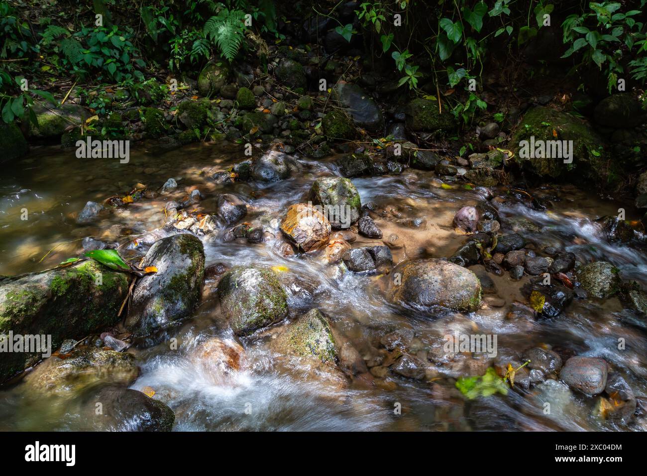 Stream that runs between rocks, moss and jungle in the Andean choco ...