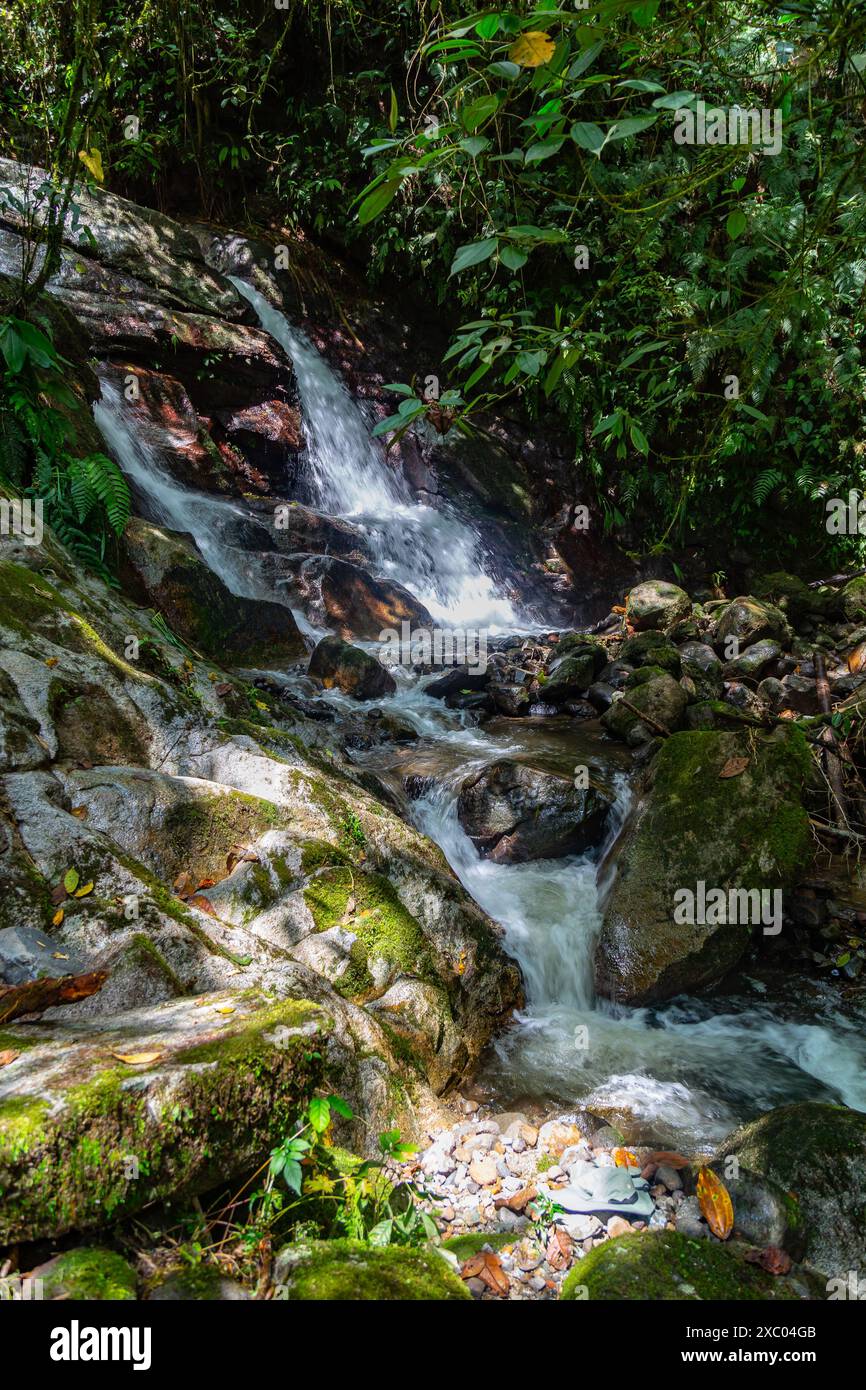 Snapshot of a small waterfall in the middle of the Andean choco jungle ...