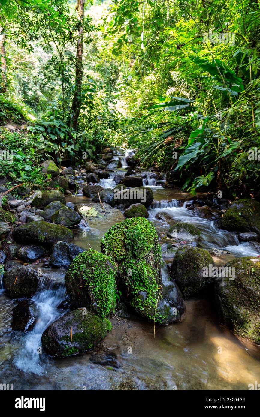 Stream that runs between rocks, moss and jungle in the Andean choco ...