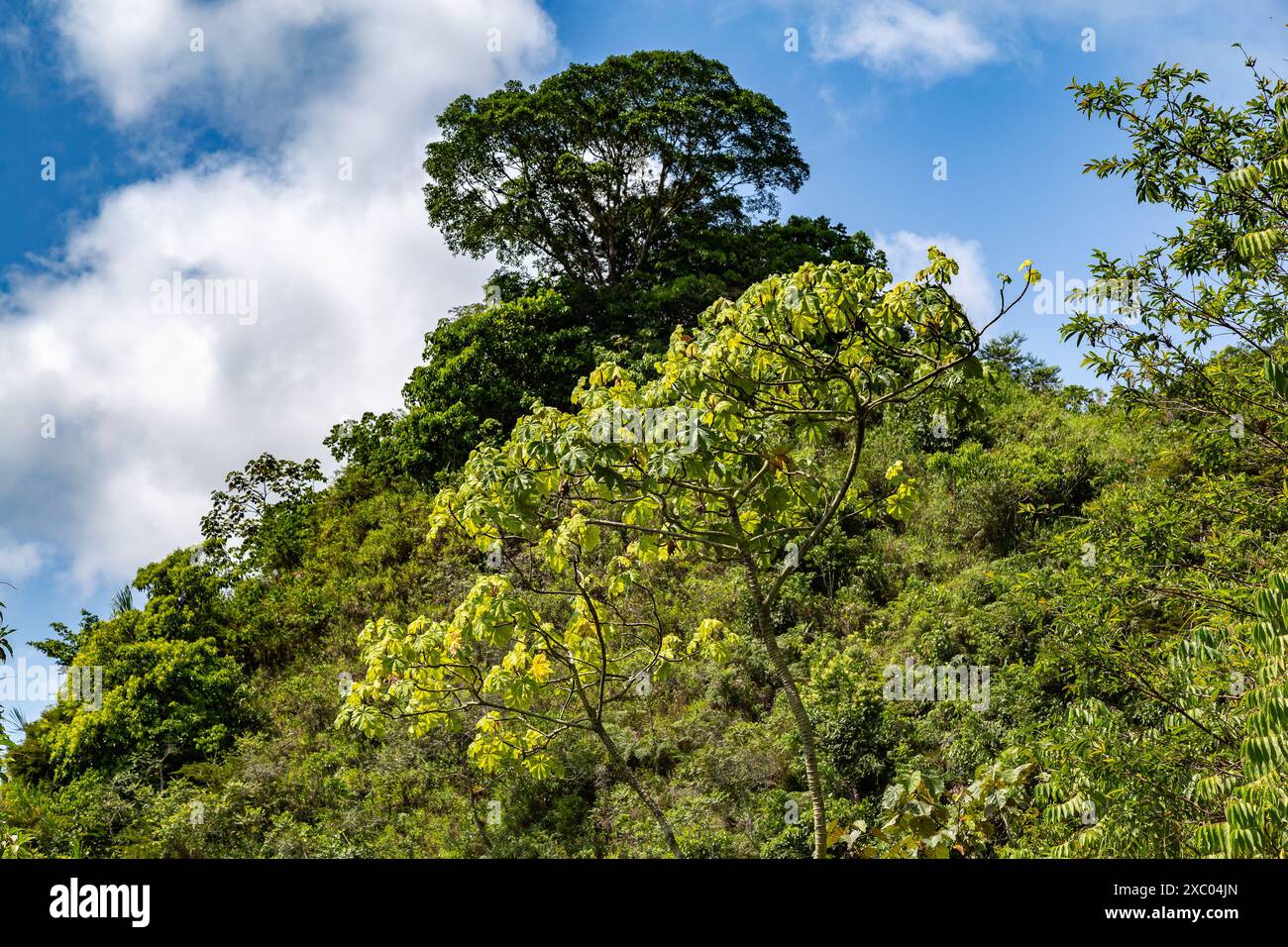 The yagrumo, yarumo, guarumo or guarumbo (Cecropia peltata) extends ...