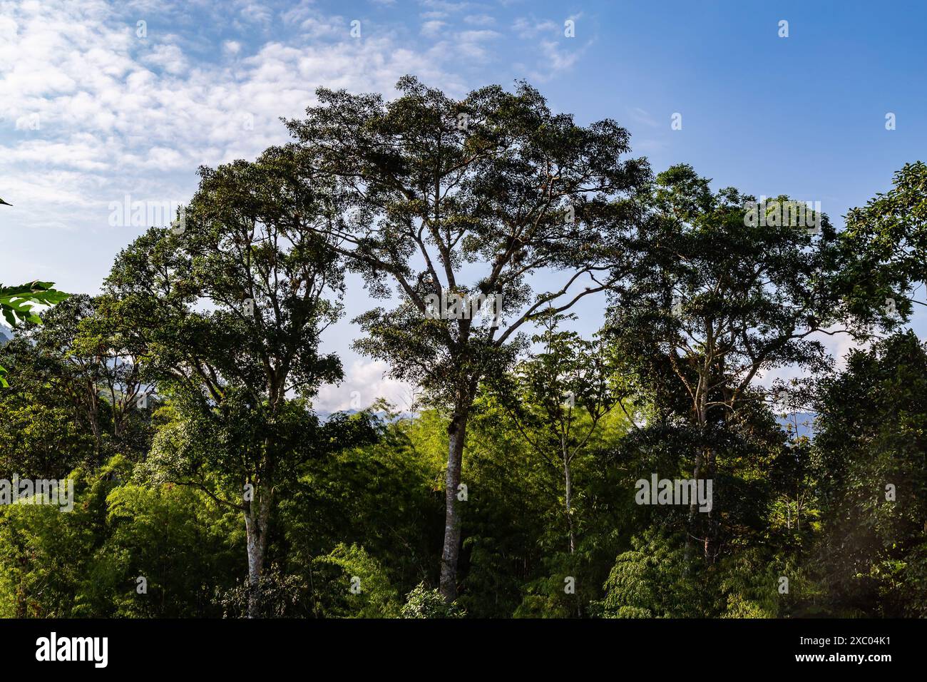 Three large trees standing out in the Choco jungle, with blue sky ...