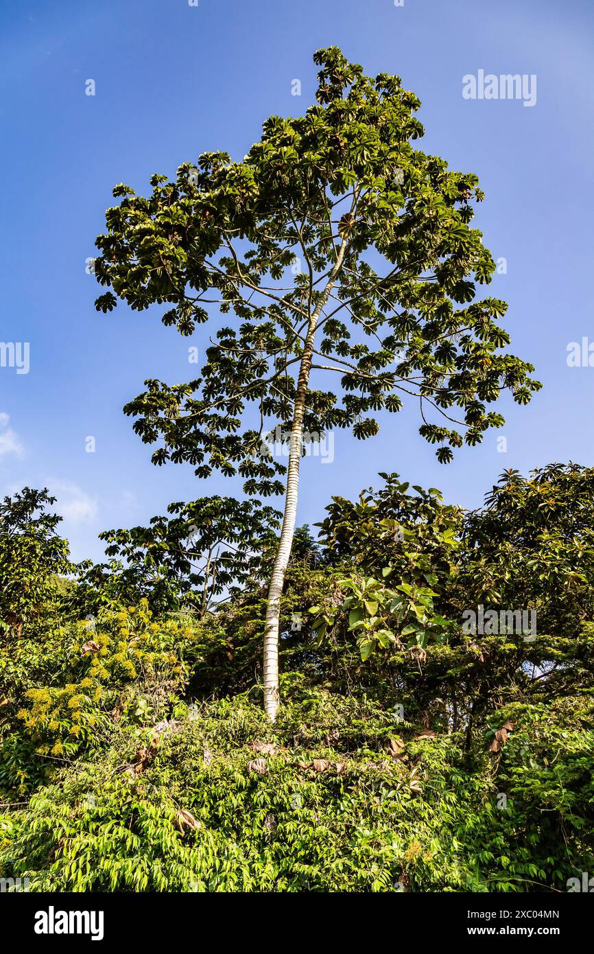 Guarumbo hi-res stock photography and images - Alamy