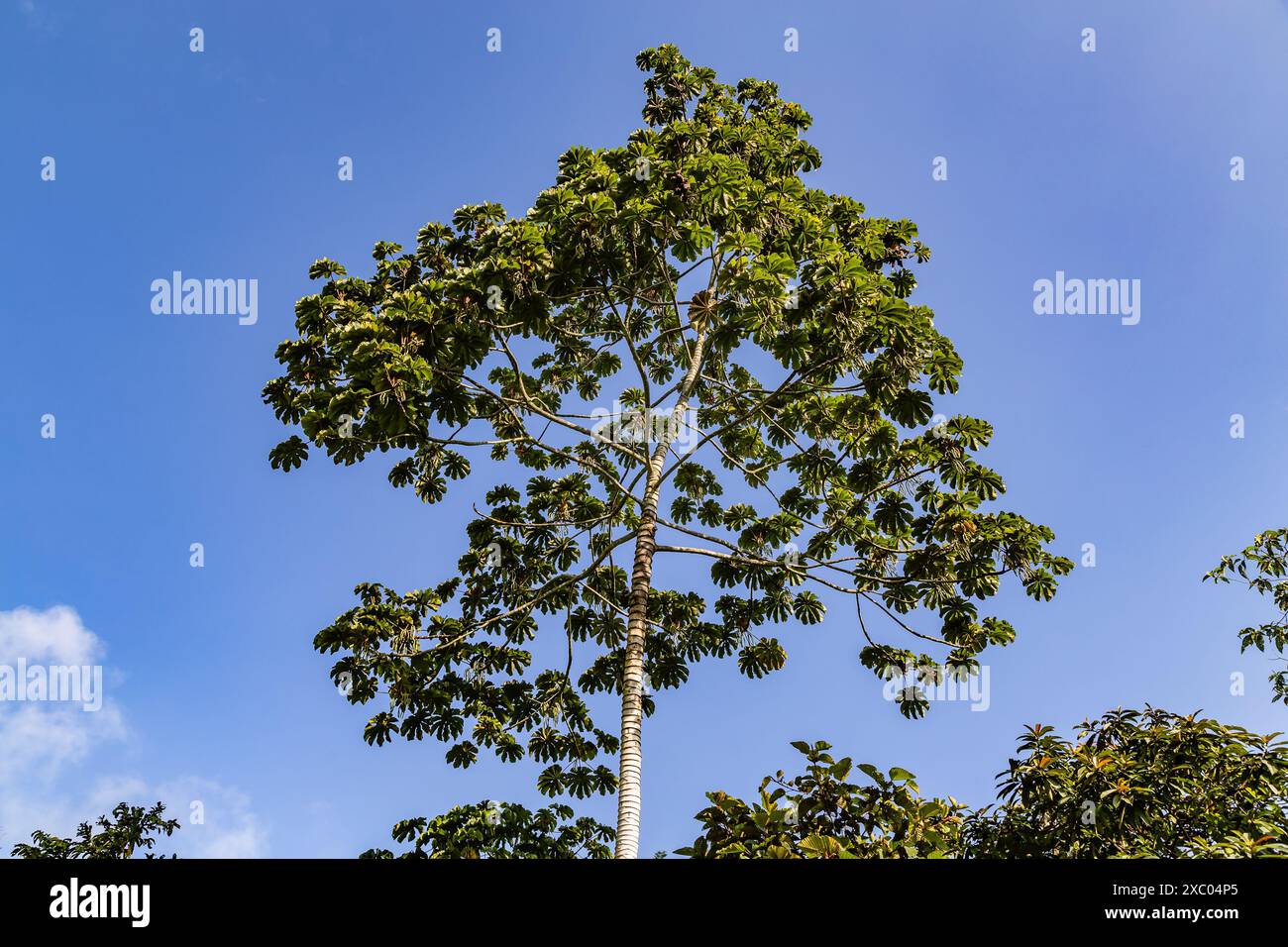 Yarumo tree hi-res stock photography and images - Alamy