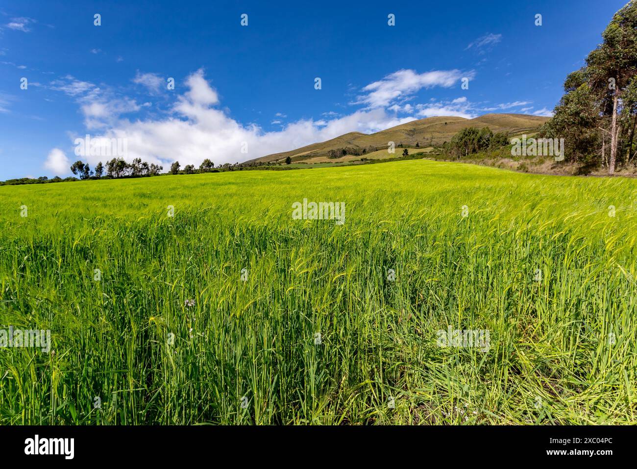 Plantación nonocultivo de cebada en una finca andina en las faldas del ...