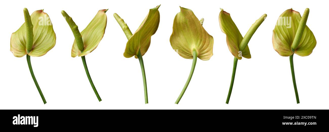 green color anthurium flowers isolated white background in different ...