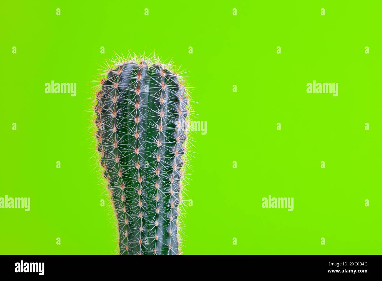 Close up shot cactus spikes hi-res stock photography and images - Alamy