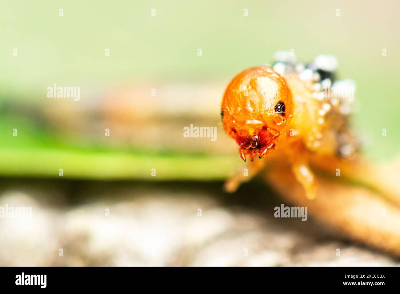 Sawfly larvae australia hi-res stock photography and images - Alamy