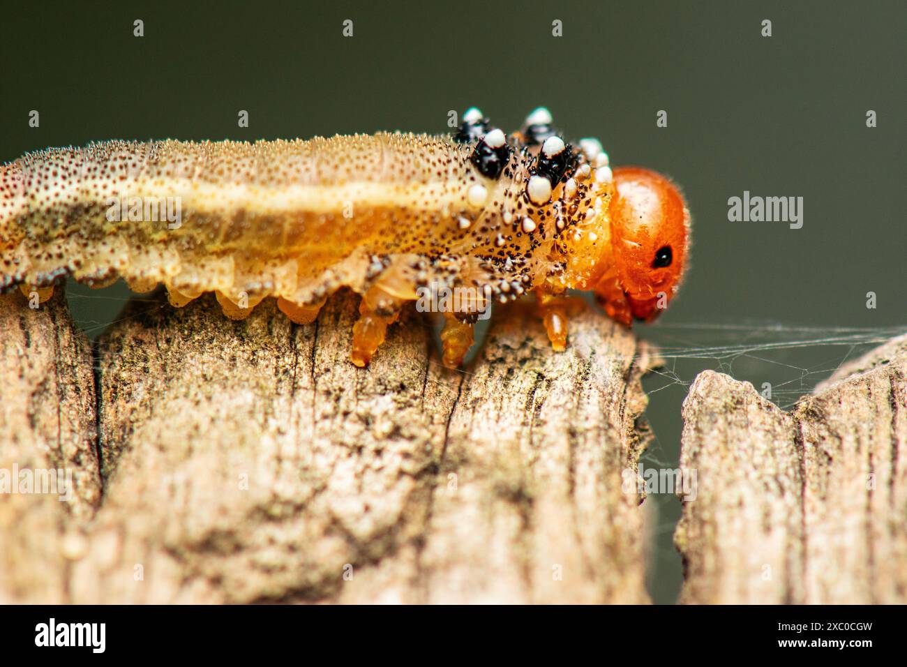 A detailed closeup of Pergidae larvae, this is the larvae of the sawfly ...