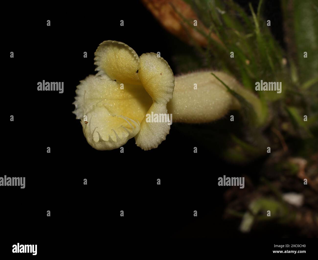 Paradrymonia ciliosa from rainforest in Costa Rica Stock Photo - Alamy