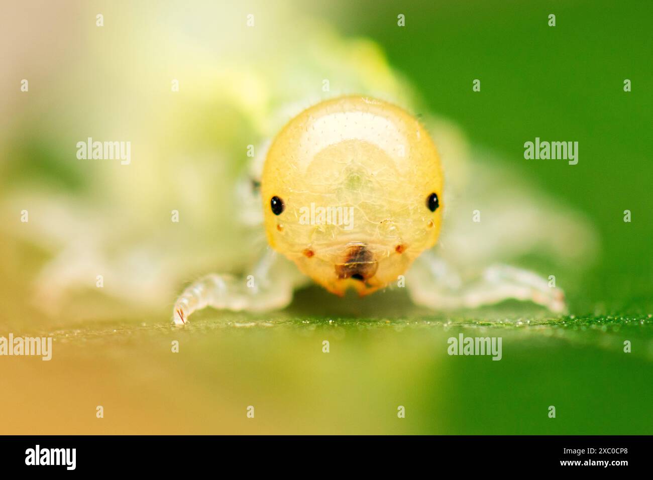 A detailed closeup of Pergidae larvae, this is the larvae of the sawfly ...