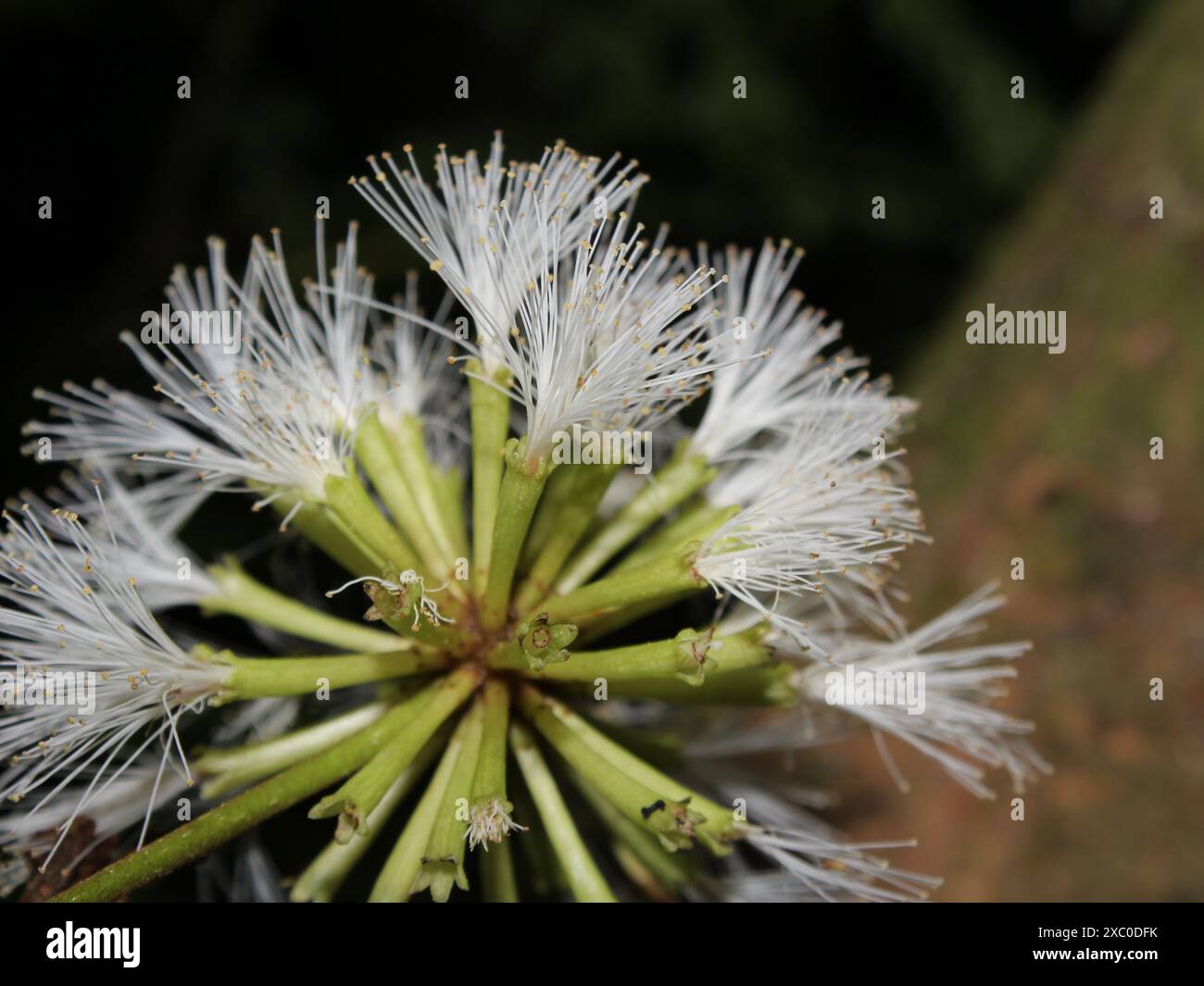 Mimosoideae hi-res stock photography and images - Alamy