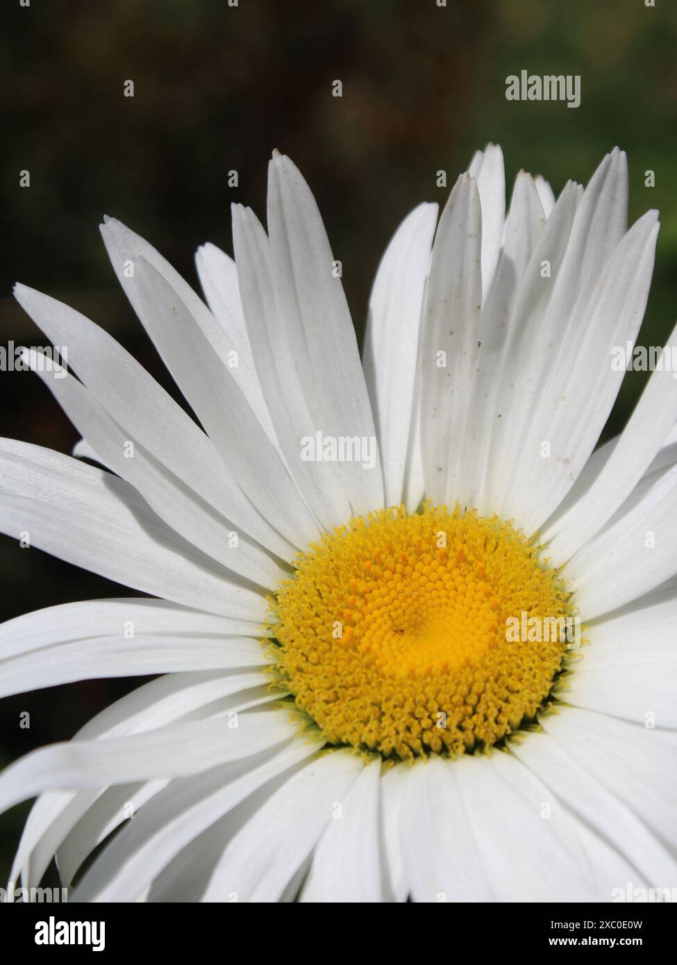 Capitulum hi-res stock photography and images - Alamy