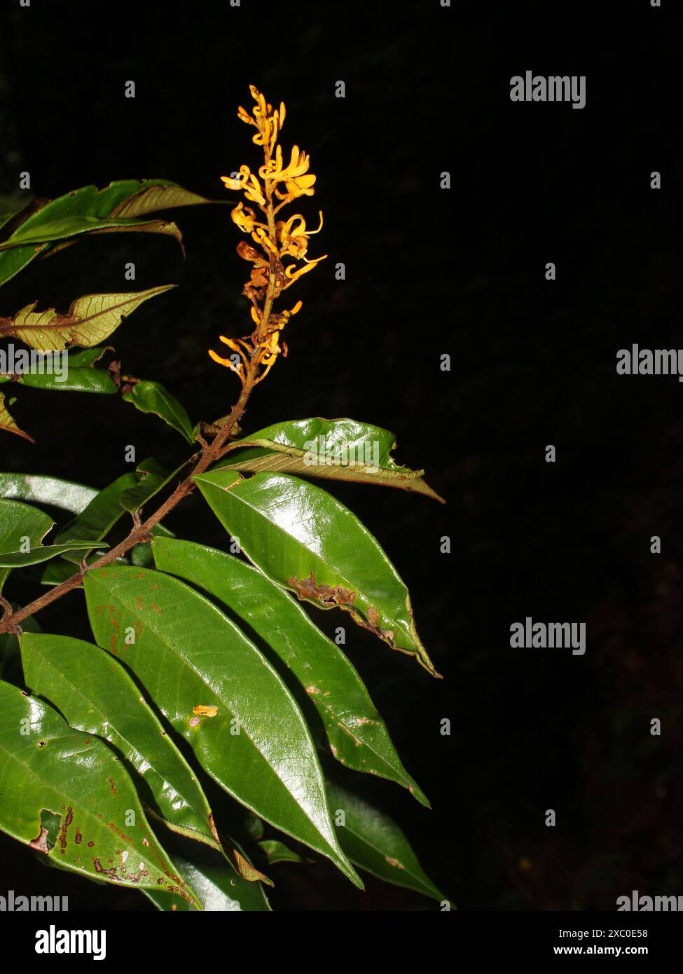 Vochysiaceae hi-res stock photography and images - Alamy