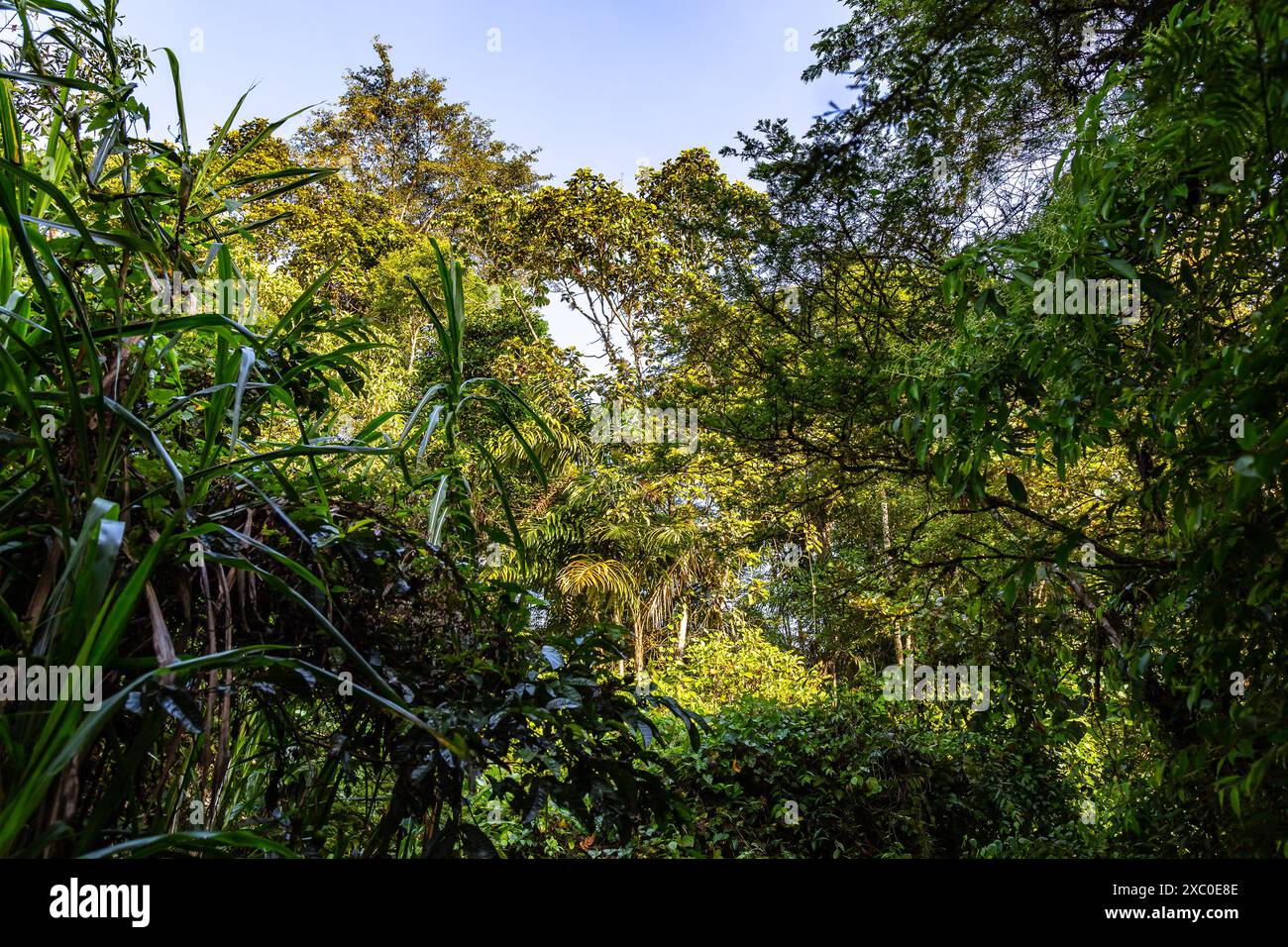 Bosque de choco hi-res stock photography and images - Alamy