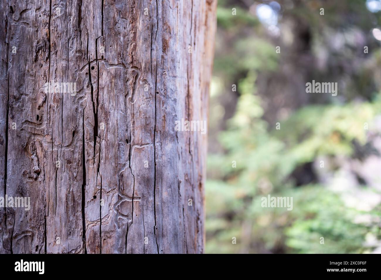 Tracks left by mountain pine beetles in a dead coniferous tree's phloem ...