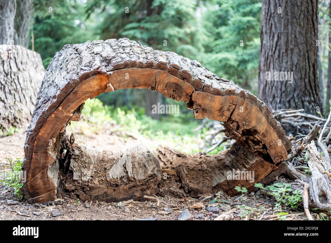 Hollowed out log hi-res stock photography and images - Alamy