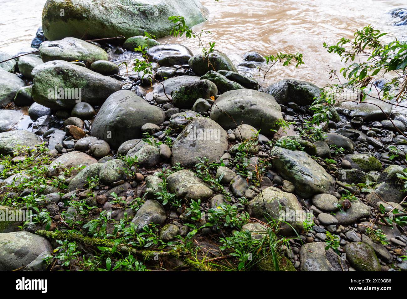 Rocas redondeadas con vegetación en las orillas del rio Alambi Stock ...