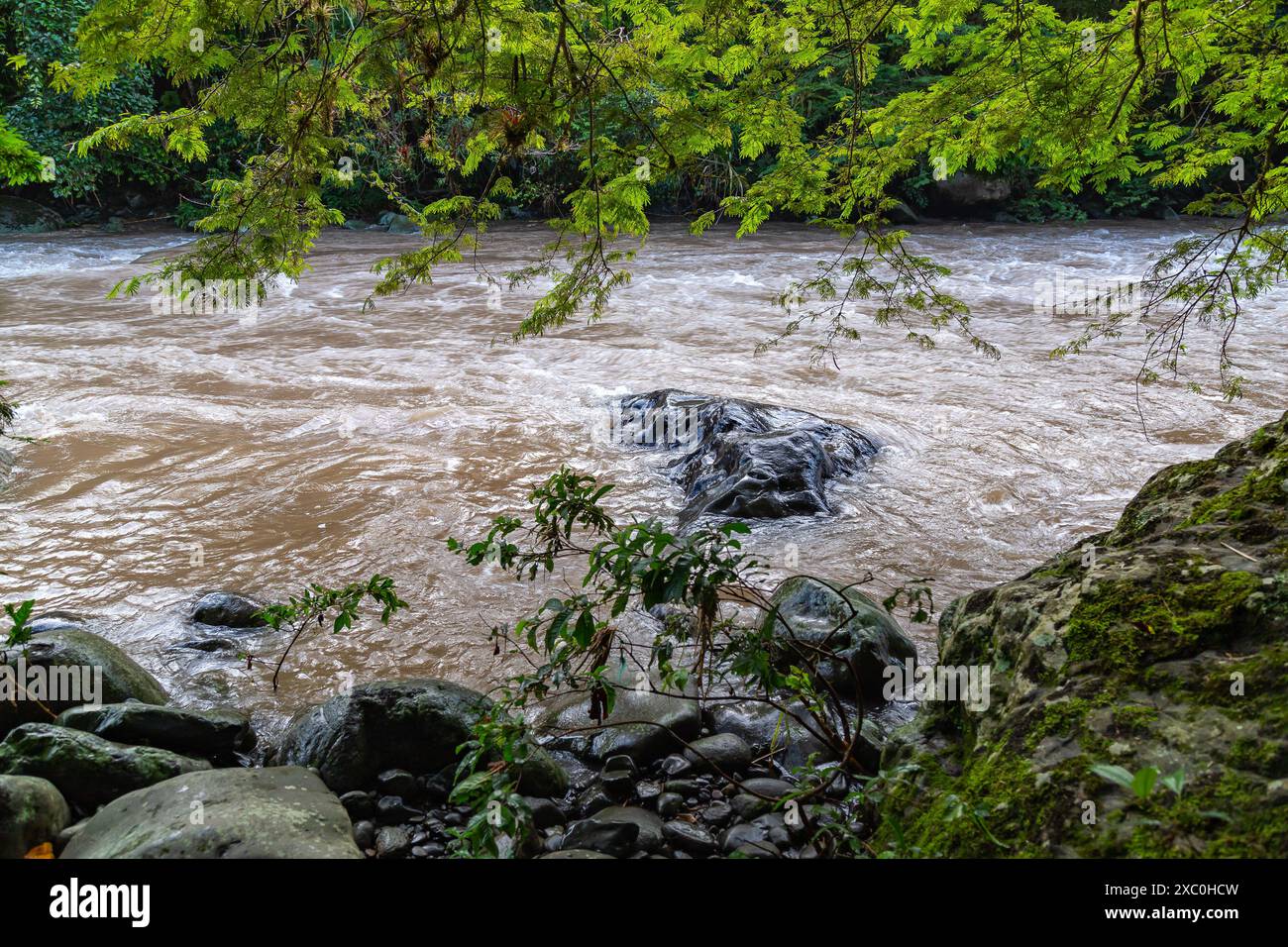 Abundante vegetacion y arboles en la orilla del rio Alambi de gran ...