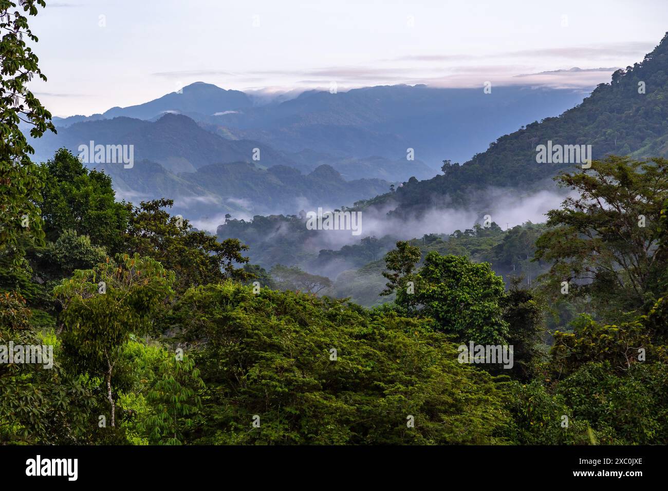 Bosque nublado en las estribaciones noroccidentales de los Andes ...