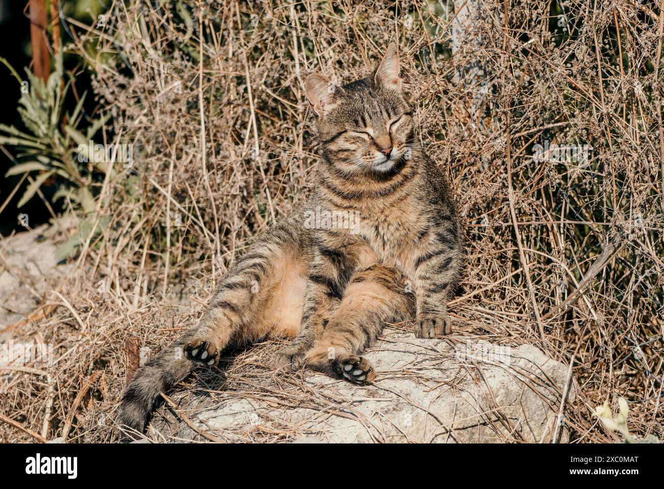 A cute happy grey tabby kitten lies and rests on the floor of the park ...