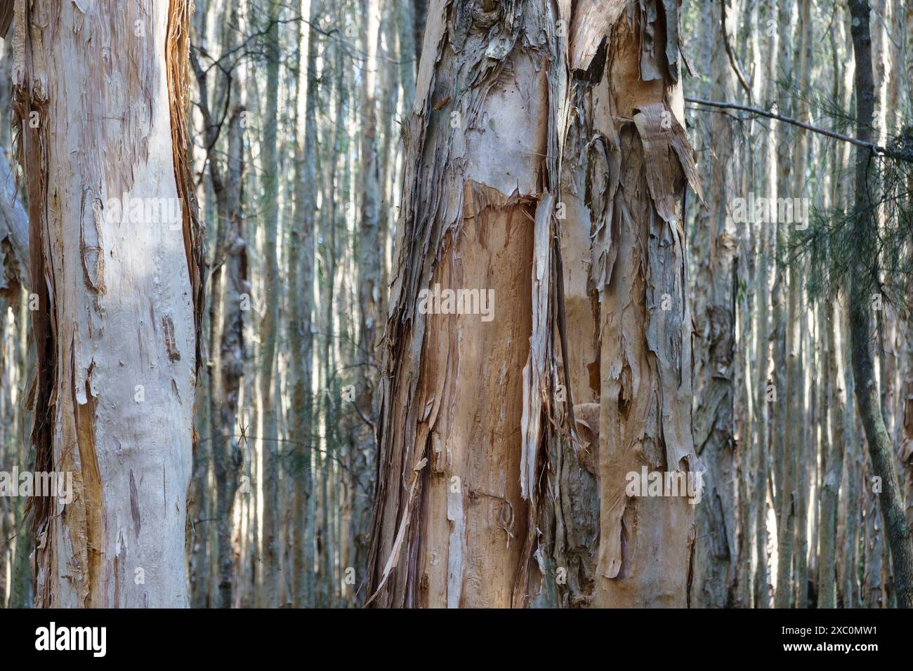 Dense growing upright paperbark eucalyptus tree forest closeup Stock ...