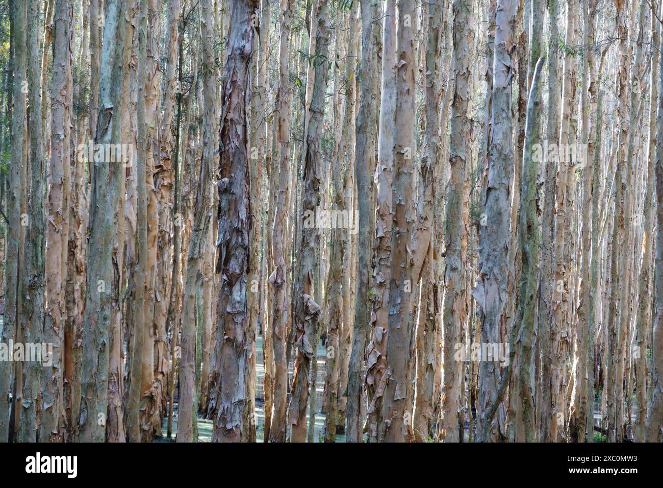 Dense growing upright paperbark eucalyptus tree forest closeup Stock ...
