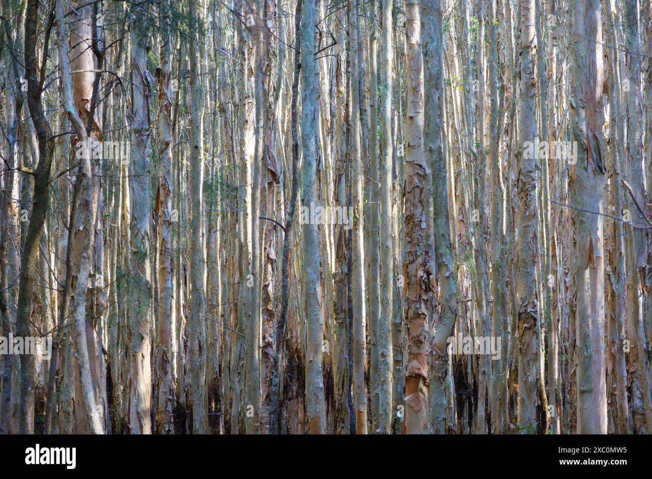 Dense growing upright paperbark eucalyptus tree forest closeup Stock ...
