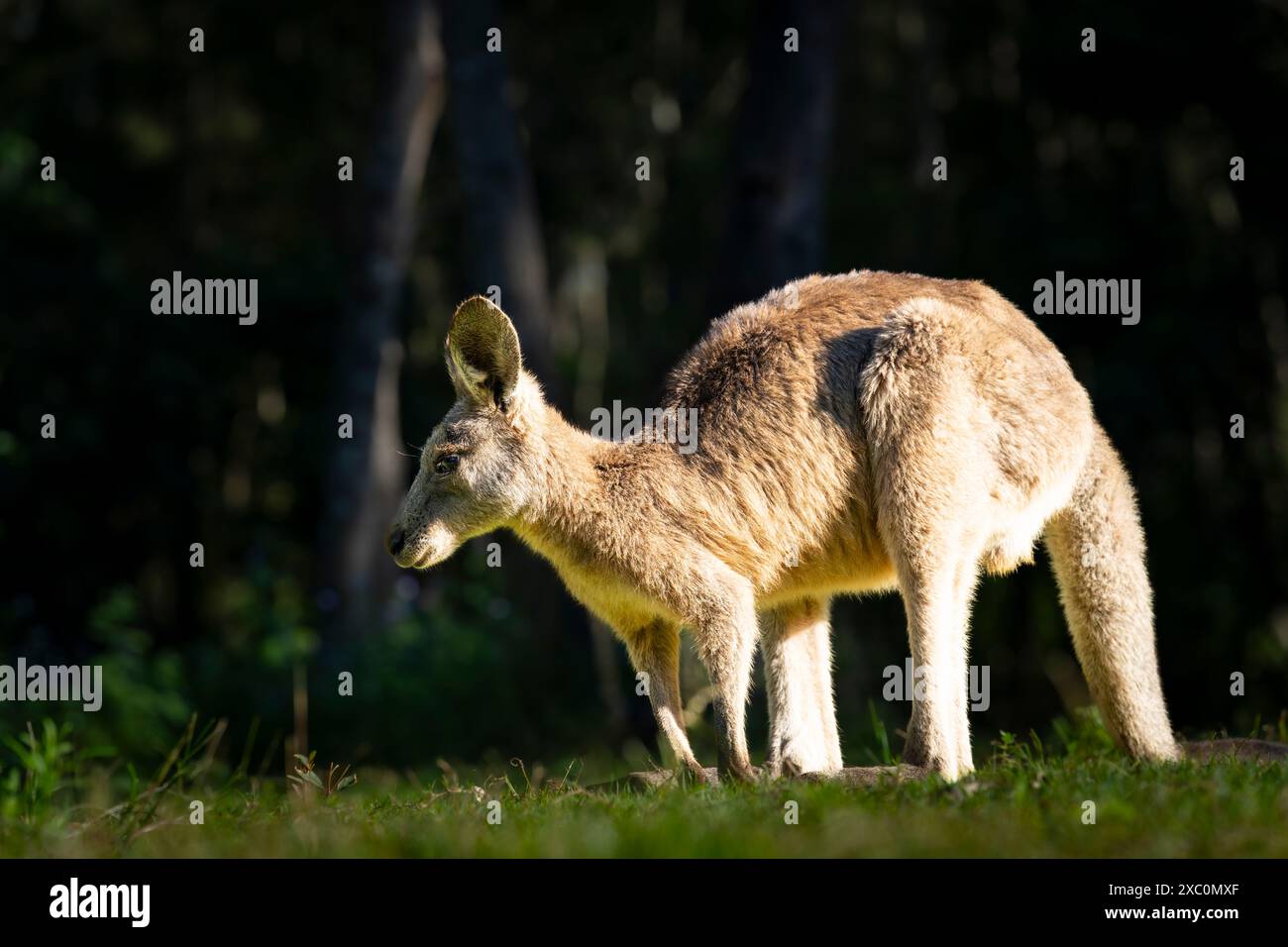 Kangaroo portrait at eye level Stock Photo - Alamy