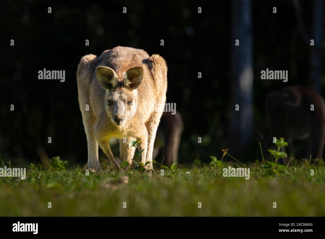 Kangaroo portrait at eye level Stock Photo - Alamy