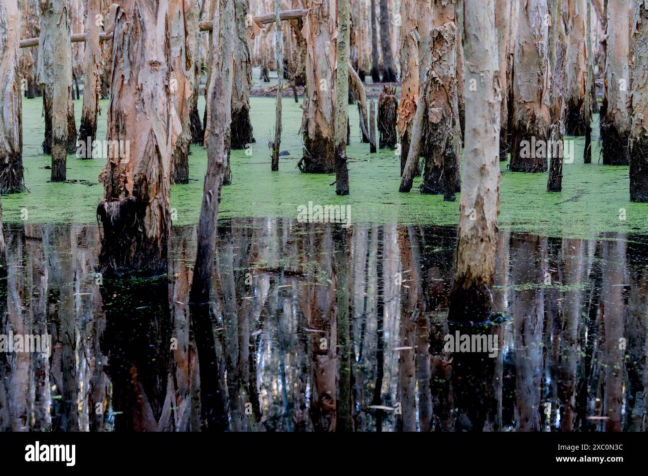 Melaleuca or paperbark trees in growing in wetland of Coombabah Nature ...