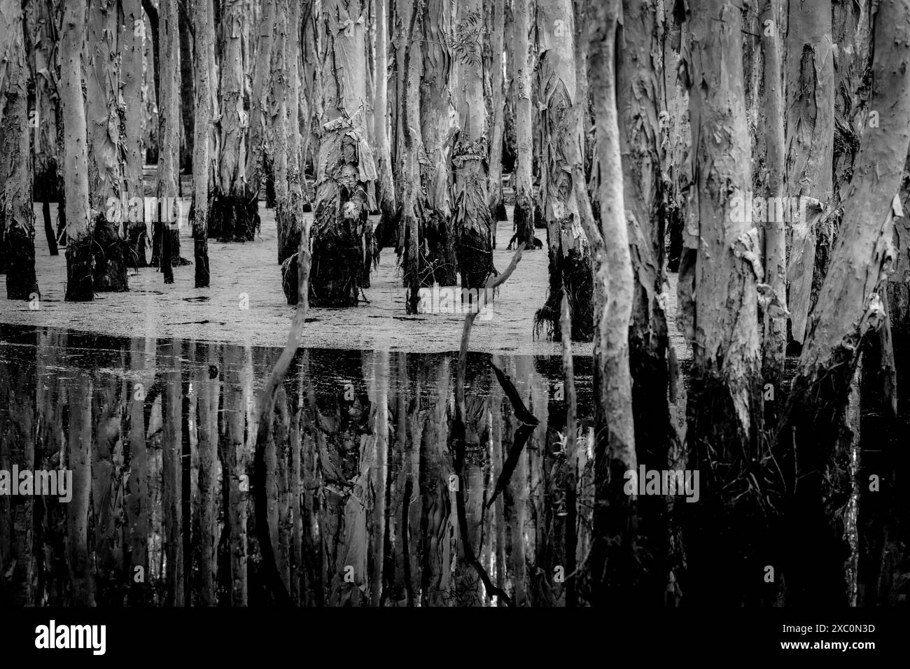 Melaleuca or paperbark trees in growing in wetland of Coombabah Nature ...