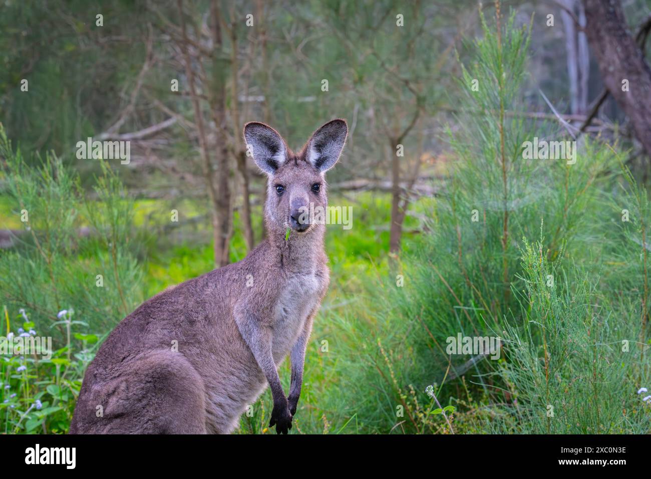 Kangaroo portrait in scrub and bush i Australia Stock Photo - Alamy