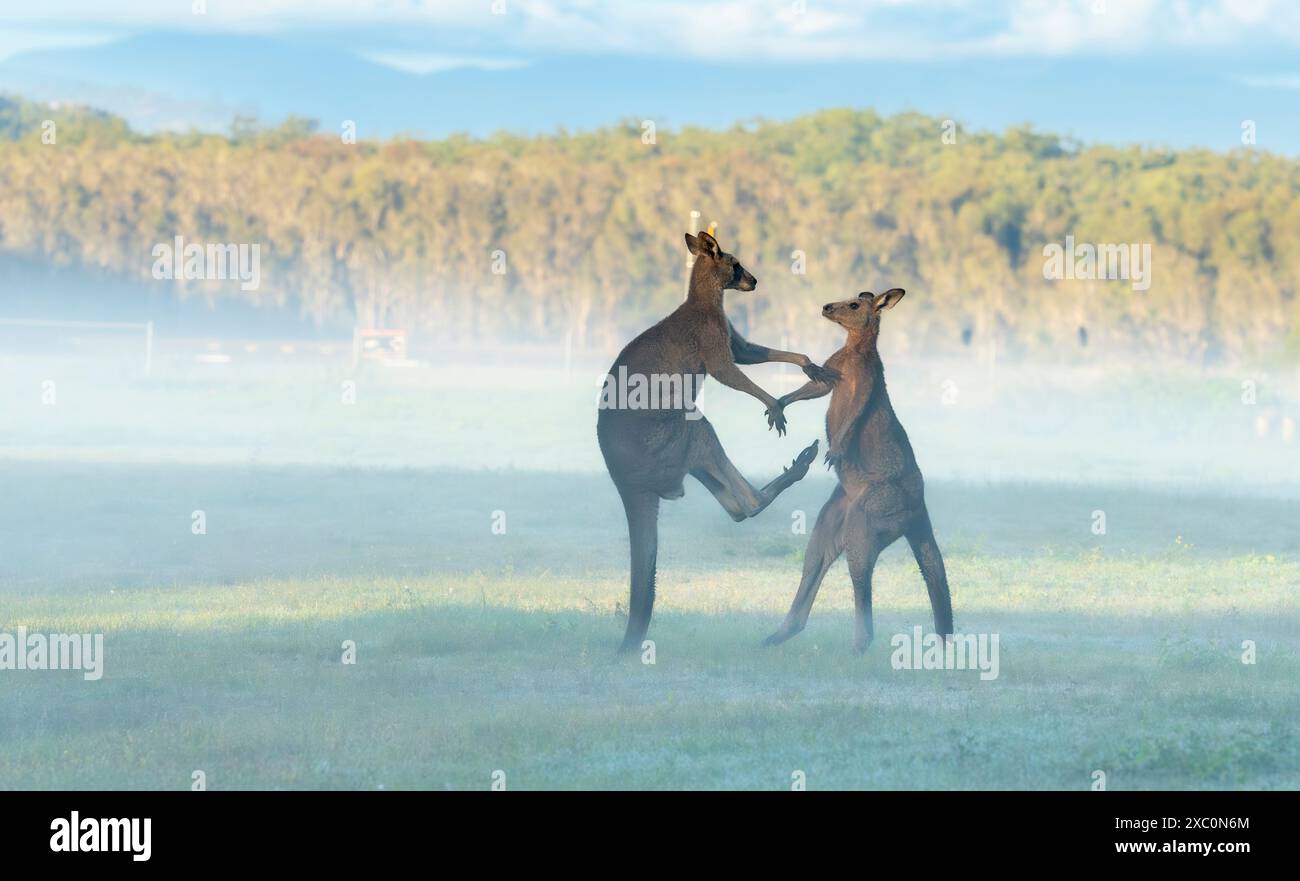 Fighting kangaroo in Coombabah Nature Reserve on Gold Coast Queensland ...