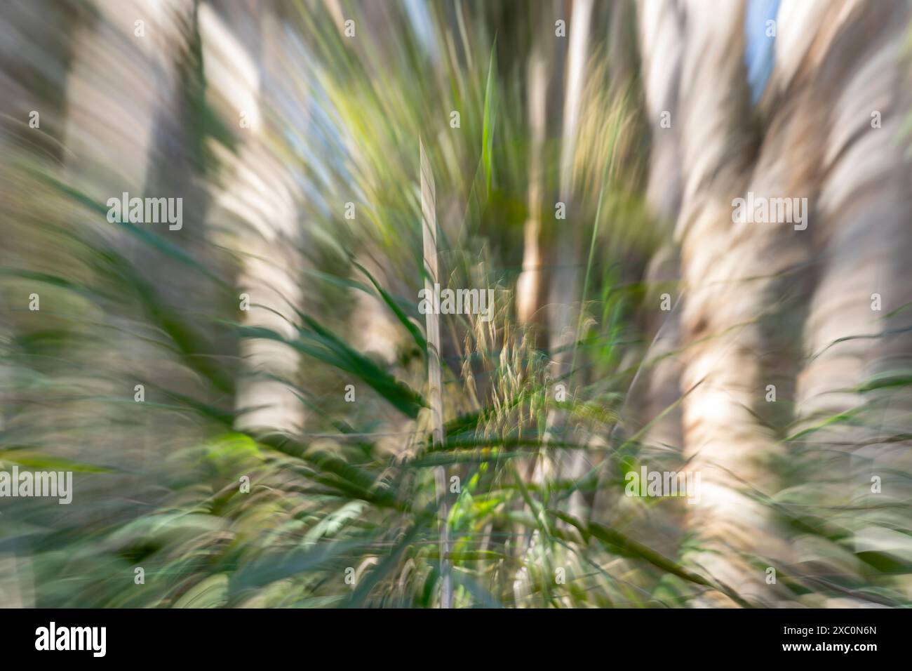 Nature abstract tree trunks,foliage and grasses in blur effect in ...