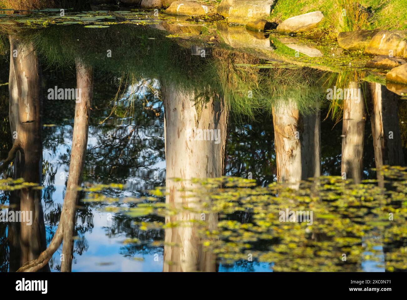 Eucalyptus pond reflection in Gold Coast Botanical Gardens on Gold Coast, Australia Stock Photo ...