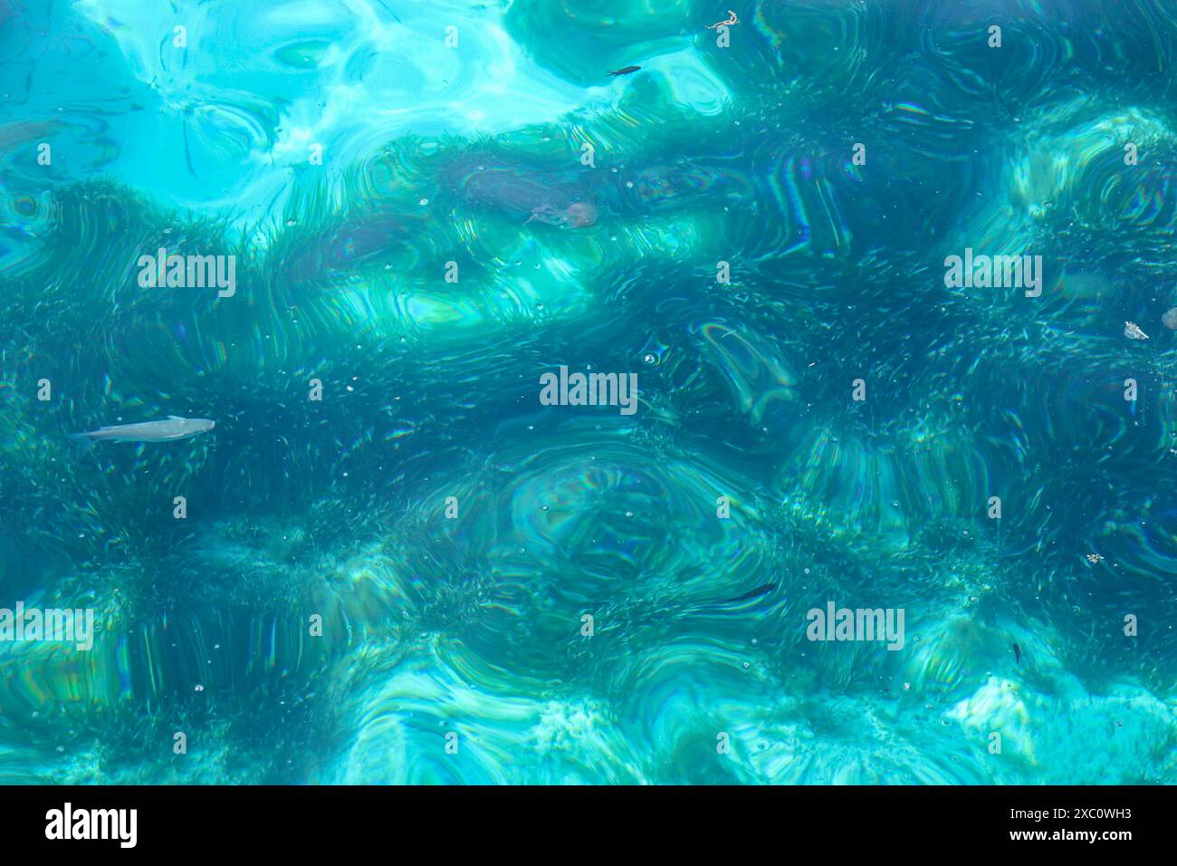 Marine life in the Blue Lagoon Stock Photo - Alamy