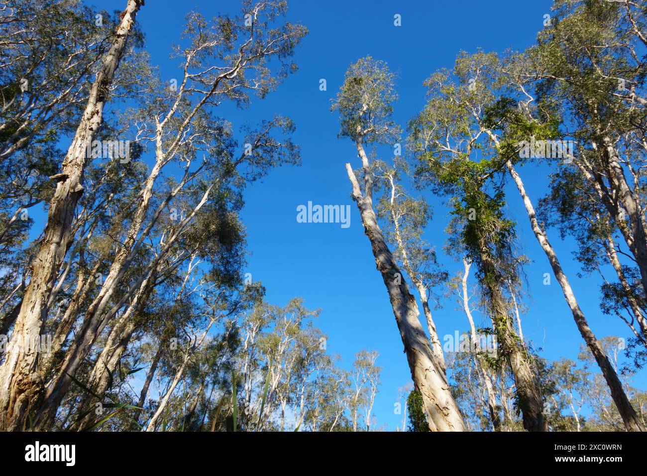 Towering and converging paperbark trees rise skyward above Coombabah ...