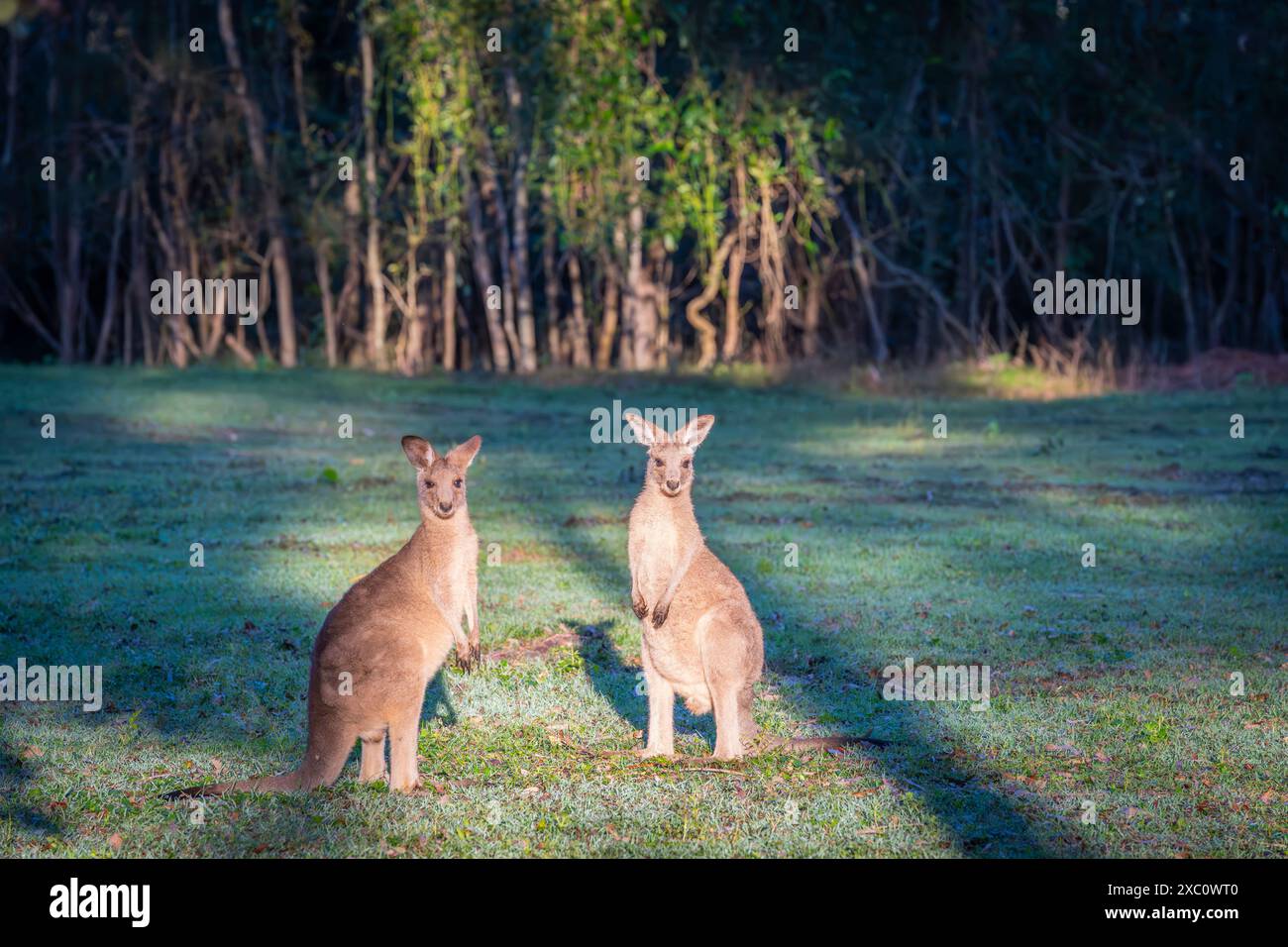 Two kangaroos standing together in morning sun looking towards camera ...
