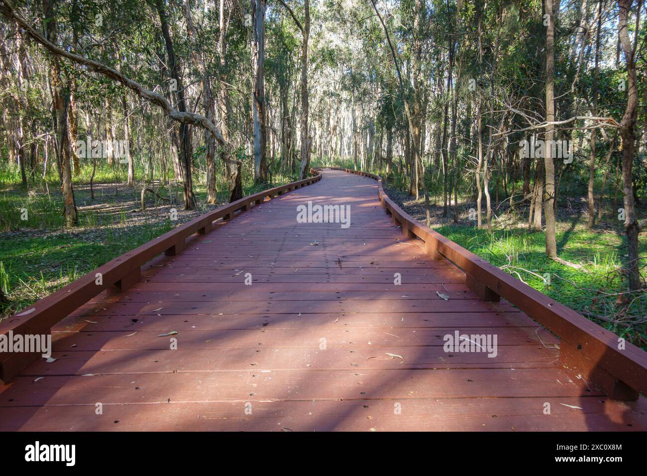 Wooden walkway winding through filtered sunlight of paper bark trees in ...
